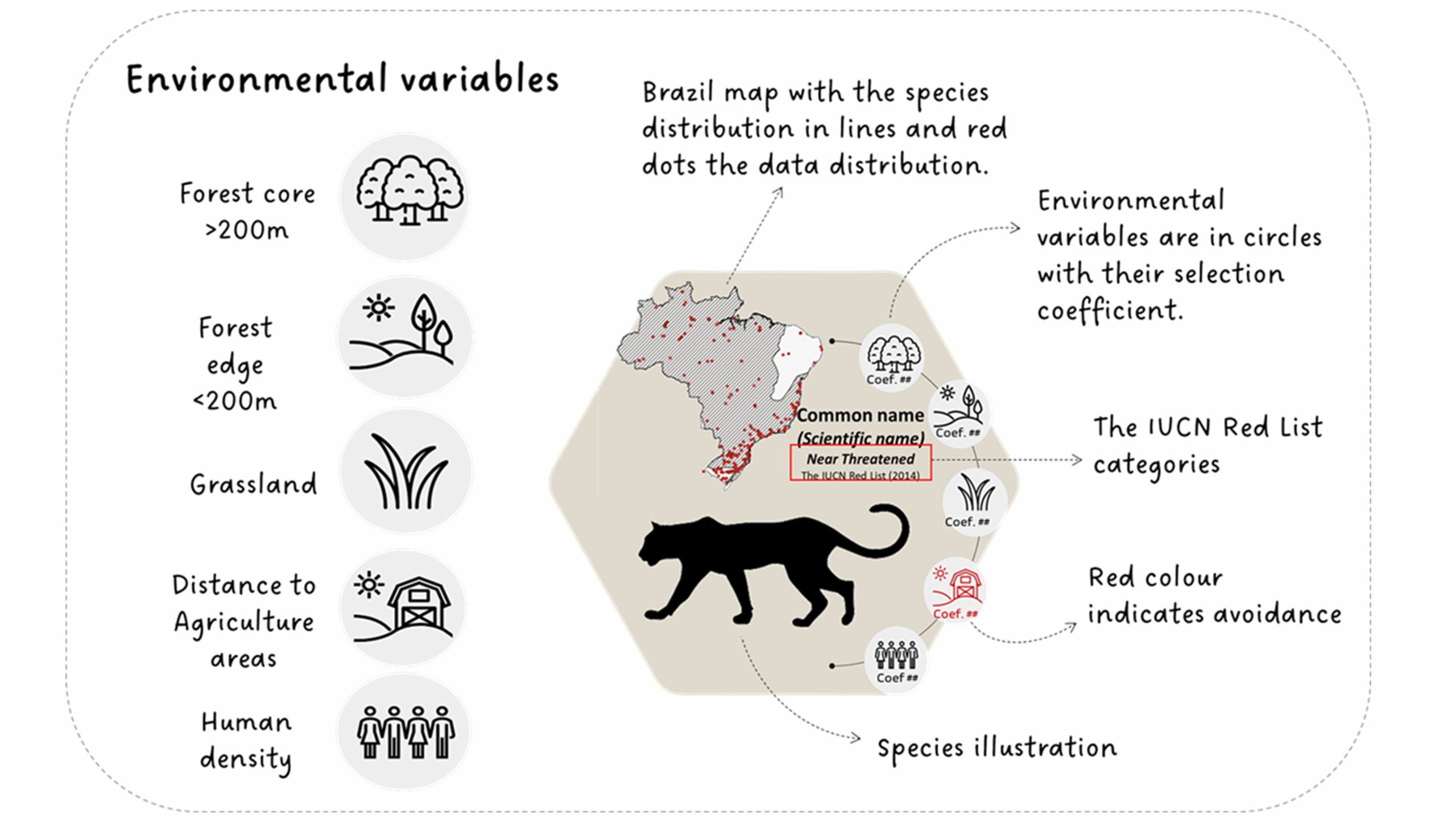 Habitat selection of Brazilian cats: trends and gaps - Van Wildlife